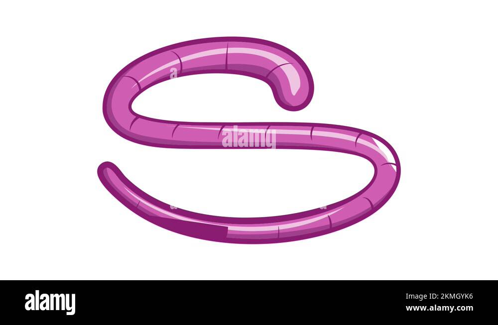 Ascaris lumbricoides human roundworm Stock Videos & Footage - HD and 4K ...