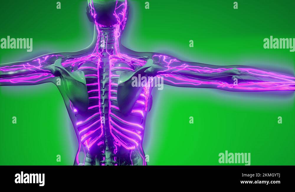 Chest blood vessels Stock Videos & Footage - HD and 4K Video Clips - Alamy