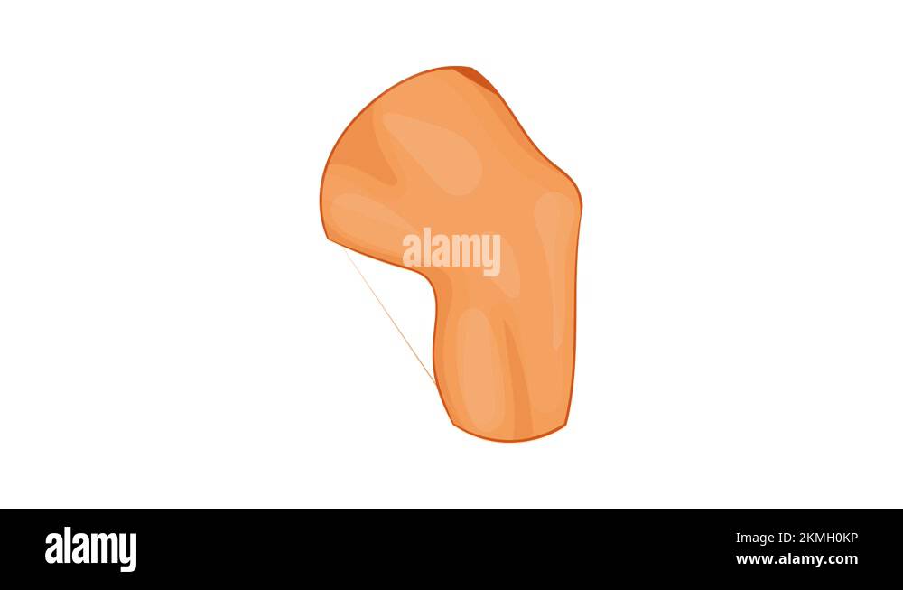 Knee ligament drawing Stock Videos & Footage - HD and 4K Video Clips ...