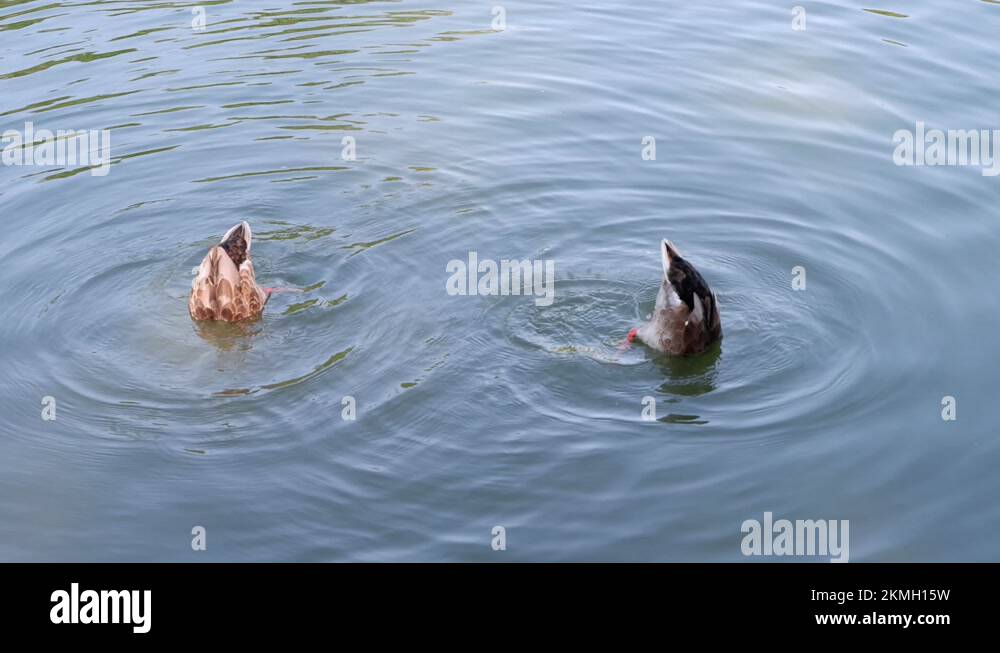 Ducks catch food in the pond. 4k Stock Video Footage - Alamy