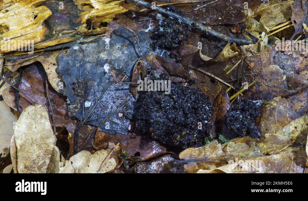 Waste substrate Stock Videos & Footage - HD and 4K Video Clips - Alamy