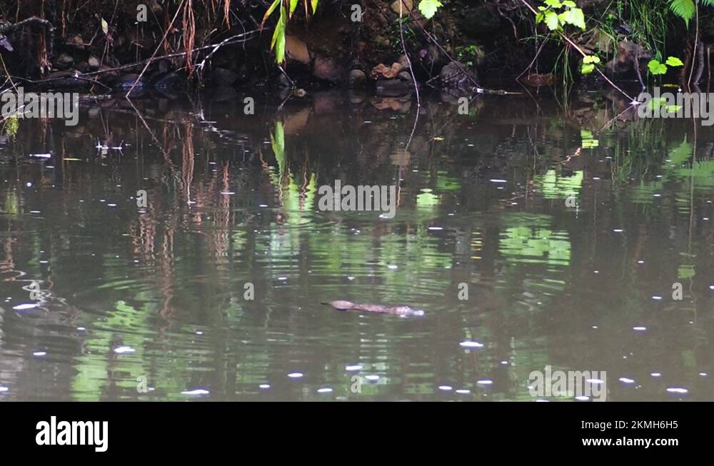 Duck Billed Platypus swimming and dive into pond water beside rocky ...
