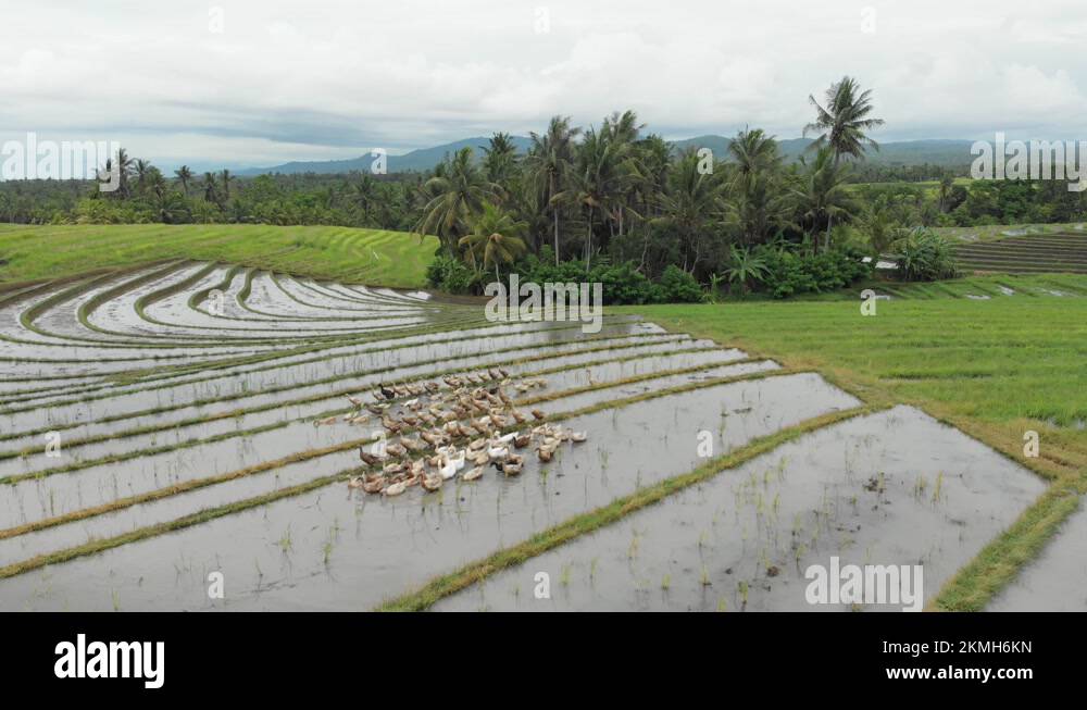 Water for insects Stock Videos & Footage - HD and 4K Video Clips - Alamy