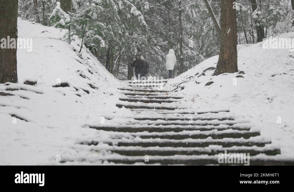 Winter trail in Snowing Forest with tall Pine trees and hikers (4K ...