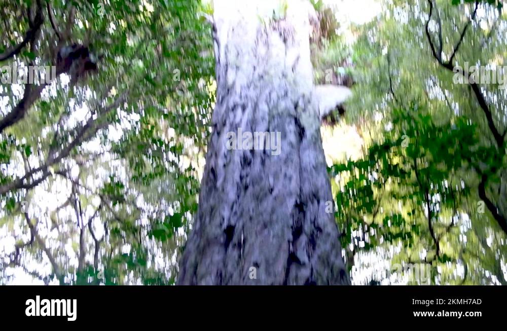 800 year old tree Stock Videos & Footage - HD and 4K Video Clips - Alamy