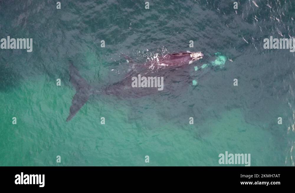 Baby whale shark Stock Videos & Footage - HD and 4K Video Clips - Alamy