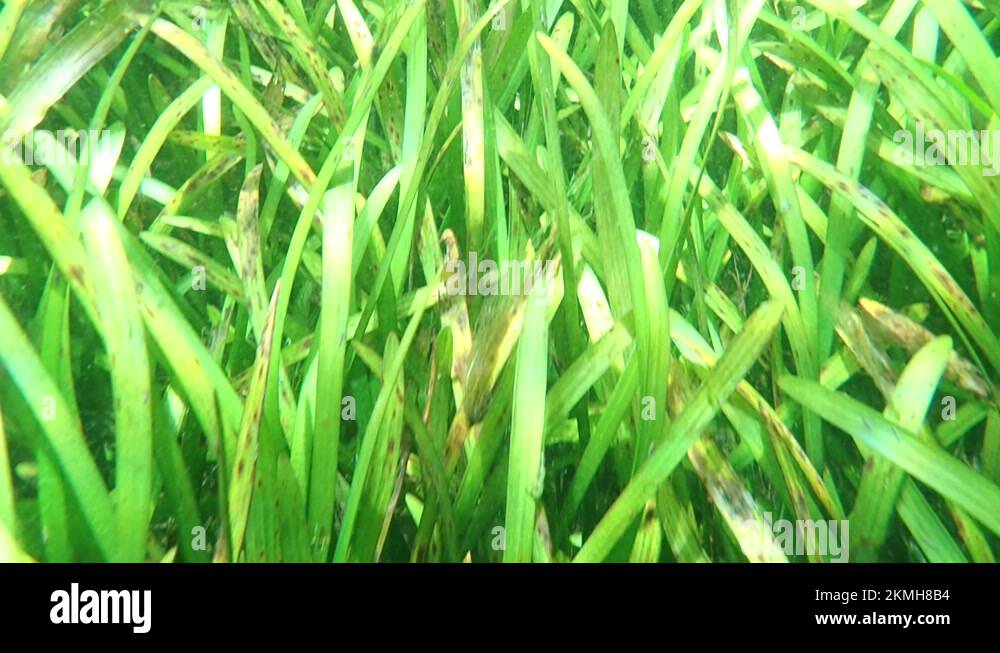 Freshwater river vegetation Stock Videos & Footage - HD and 4K Video ...