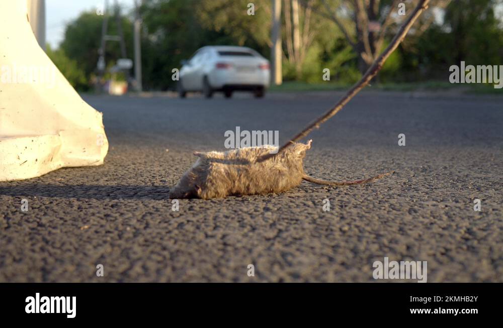 Dead pest Stock Videos & Footage - HD and 4K Video Clips - Alamy