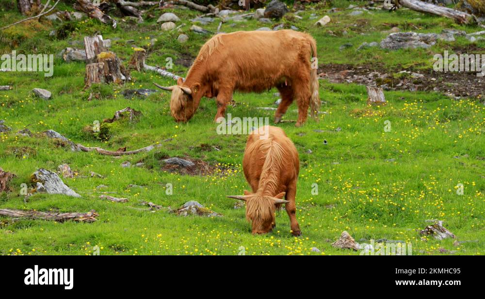 Highland Cattle Cows Graze On A Summer Pasture. Scottish Cattle Breed ...