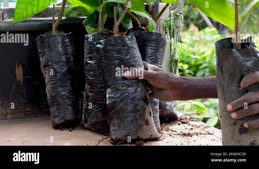 Cocoa seedling Stock Videos & Footage - HD and 4K Video Clips - Alamy