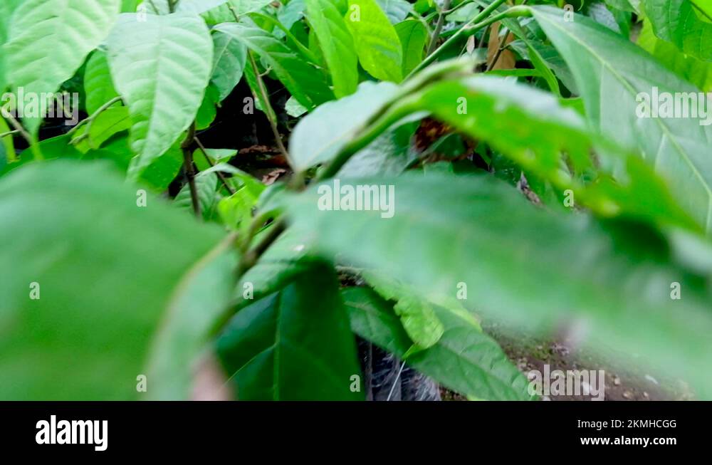 Cultivation cacao Stock Videos & Footage - HD and 4K Video Clips - Alamy