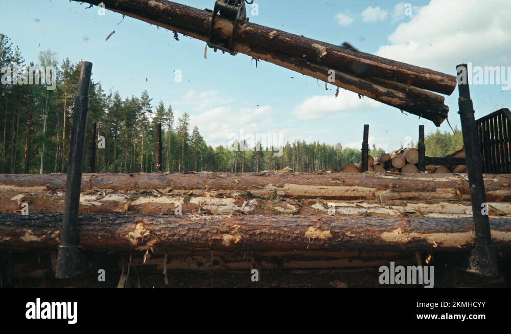 Claw tree trunks Stock Videos & Footage - HD and 4K Video Clips - Alamy