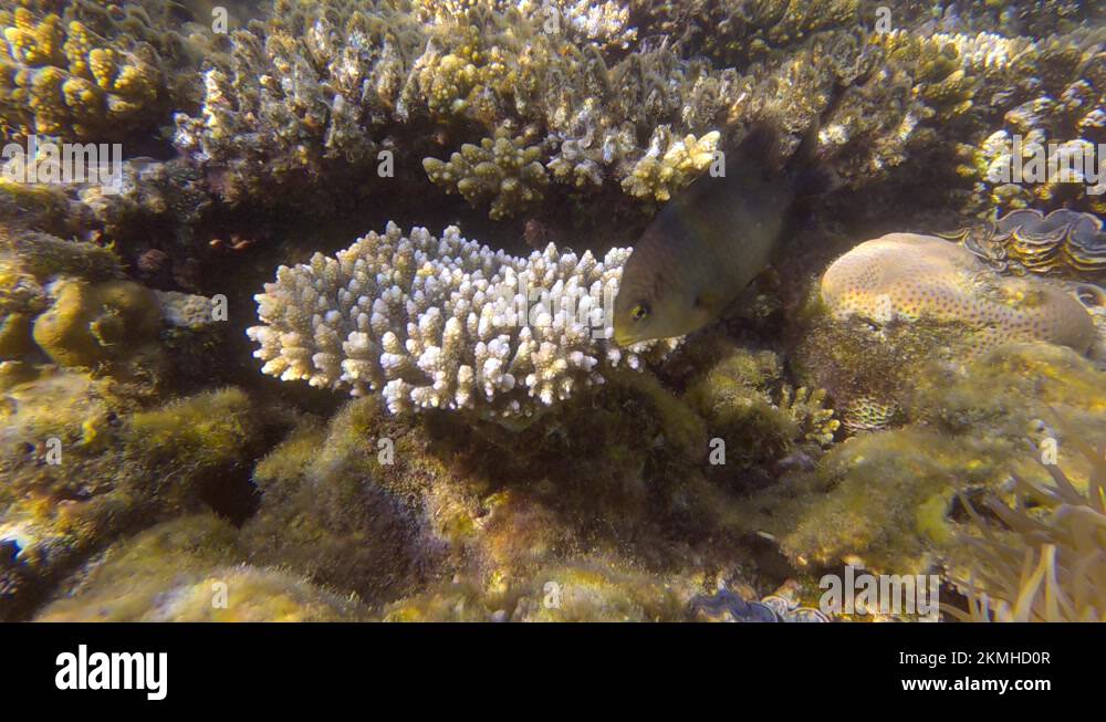 Farmerfish Stock Videos & Footage - HD and 4K Video Clips - Alamy