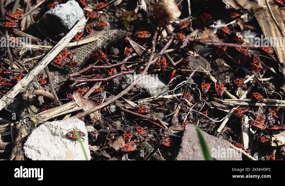 Red orange insect with black spots Stock Videos & Footage - HD and 4K ...