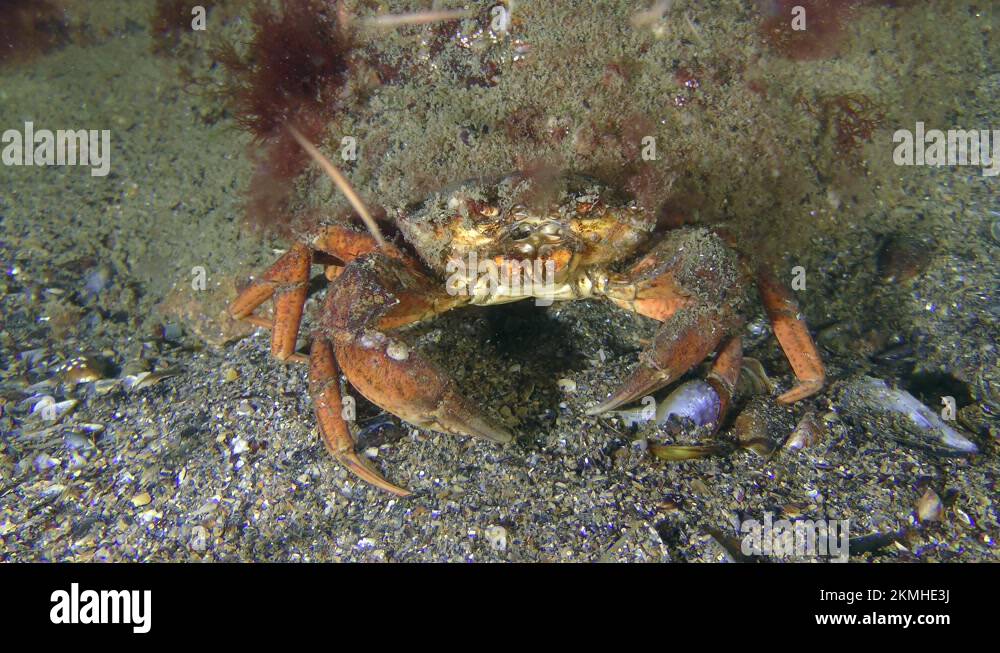 Crustaceans and worms Stock Videos & Footage - HD and 4K Video Clips ...