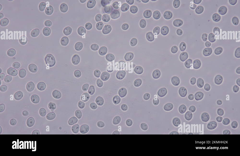 Bacteria yeast Stock Videos & Footage - HD and 4K Video Clips - Alamy