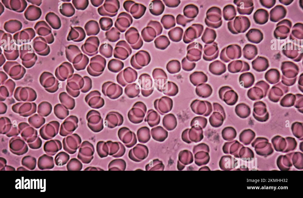 Biochemical test Stock Videos & Footage - HD and 4K Video Clips - Alamy