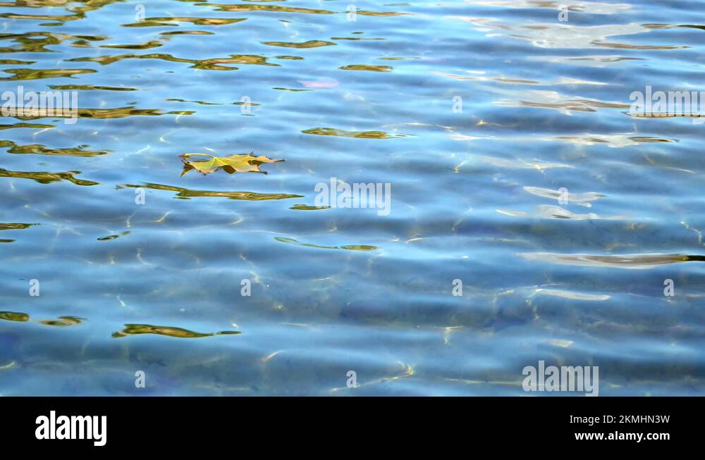 Rippled leaf surface Stock Videos & Footage - HD and 4K Video Clips - Alamy