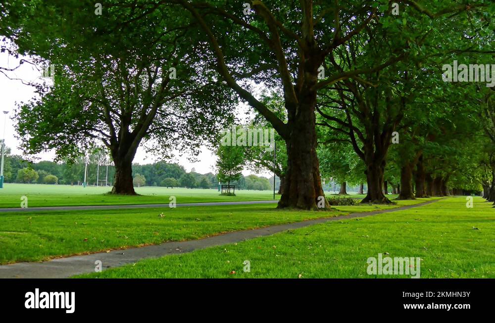 Organized trees in park Stock Videos & Footage - HD and 4K Video Clips ...