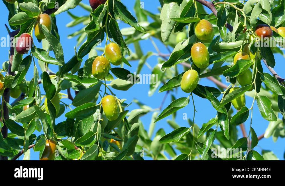 Jujubes Stock Videos & Footage - HD and 4K Video Clips - Alamy