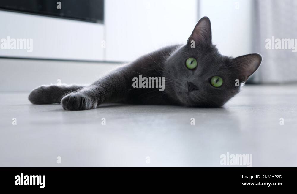 Animal with bulging eyes Stock Videos & Footage - HD and 4K Video Clips ...