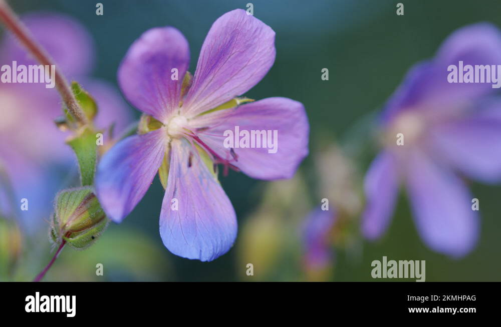 Close up cranesbill Stock Videos & Footage - HD and 4K Video Clips - Alamy