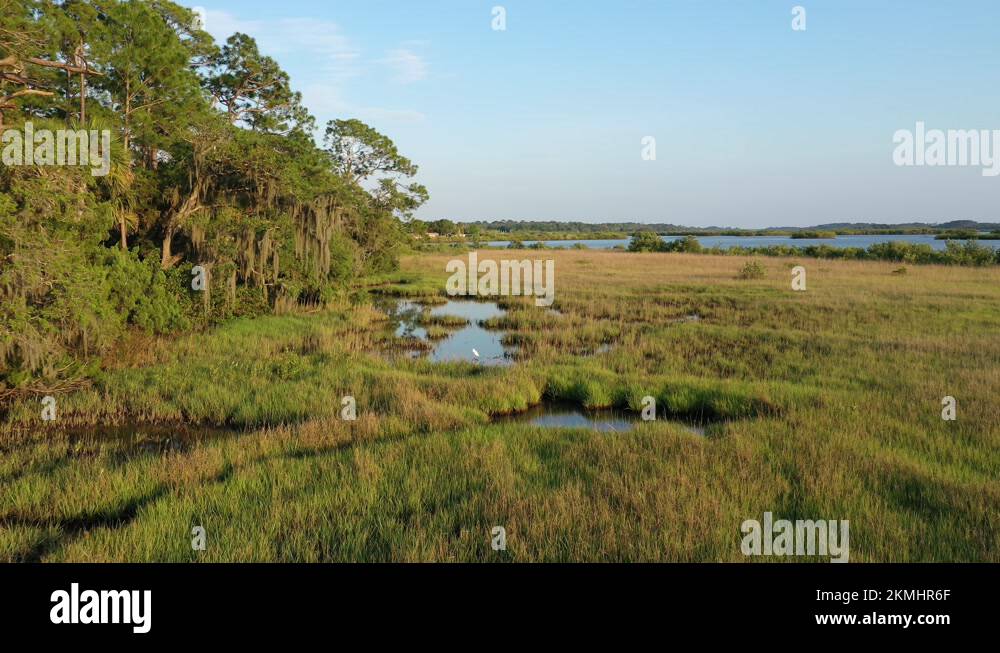 Aerial of a Great Egret Standing in a Prisitne Florida Salt Marsh Stock ...