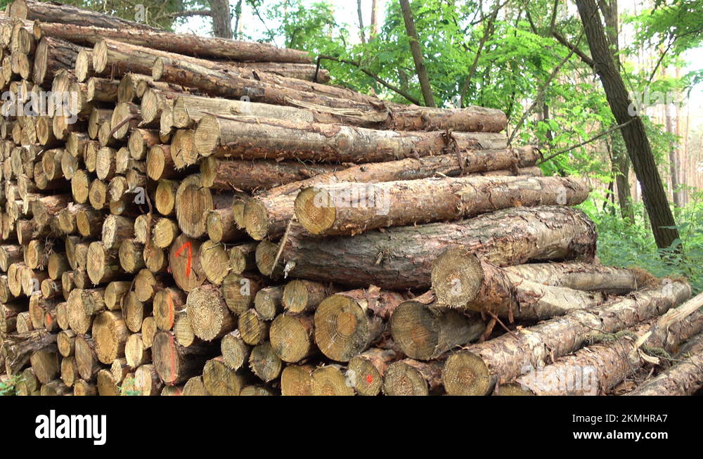Slow pan from big wood tree log or timber stack in the forest to trees ...