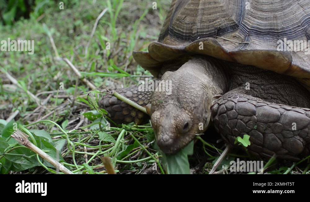 Two feet long brown tortoise eating leafy plant on a grassy ground ...