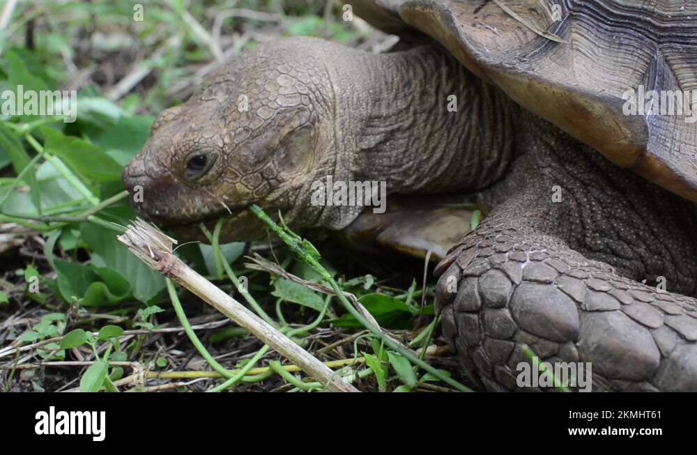 Two feet long brown tortoise eating leafy plant on a grassy ground ...