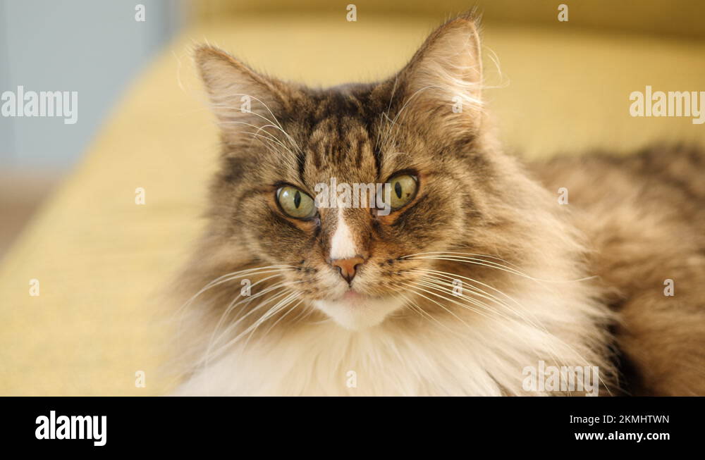 Norwegian face Stock Videos & Footage - HD and 4K Video Clips - Alamy