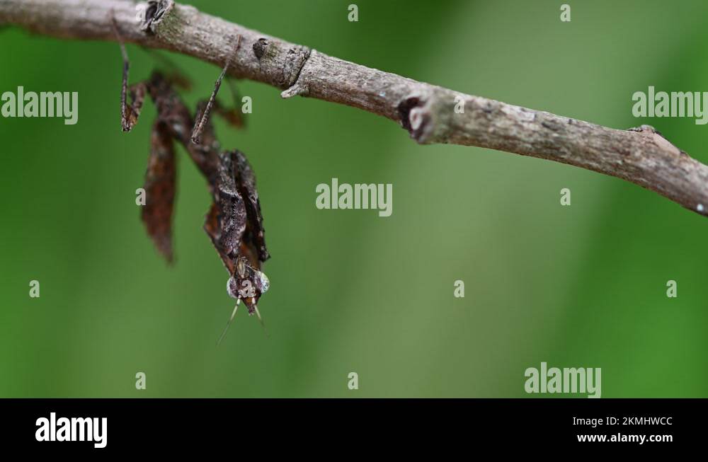 Praying Mantis, Parablepharis kuhlii, zoomed out while hanging from a ...