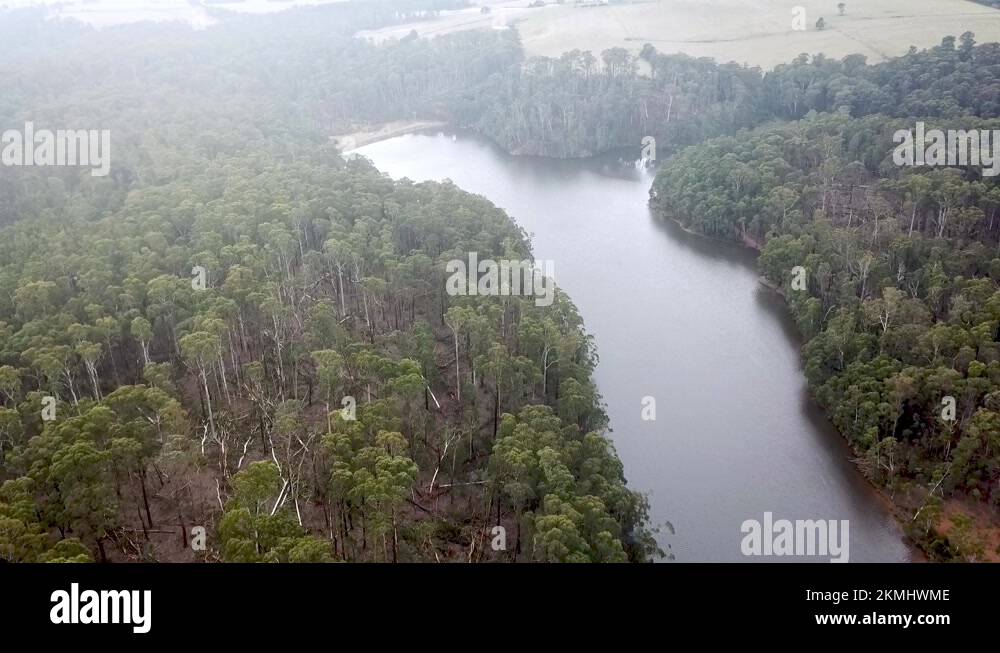 Tree trees dam forest Stock Videos & Footage - HD and 4K Video Clips ...