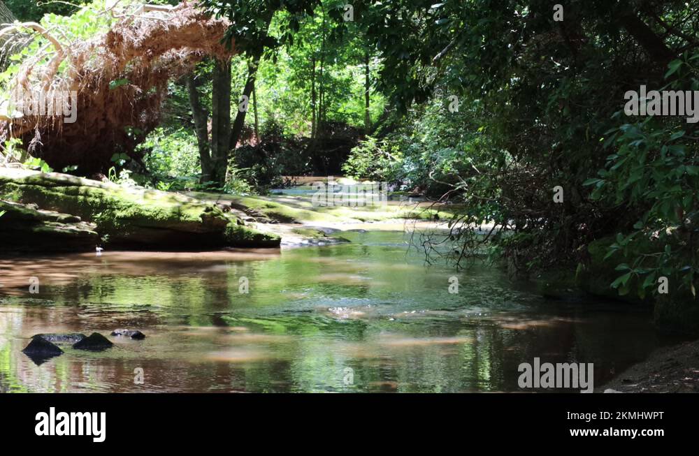 Brook through forest Stock Videos & Footage - HD and 4K Video Clips - Alamy