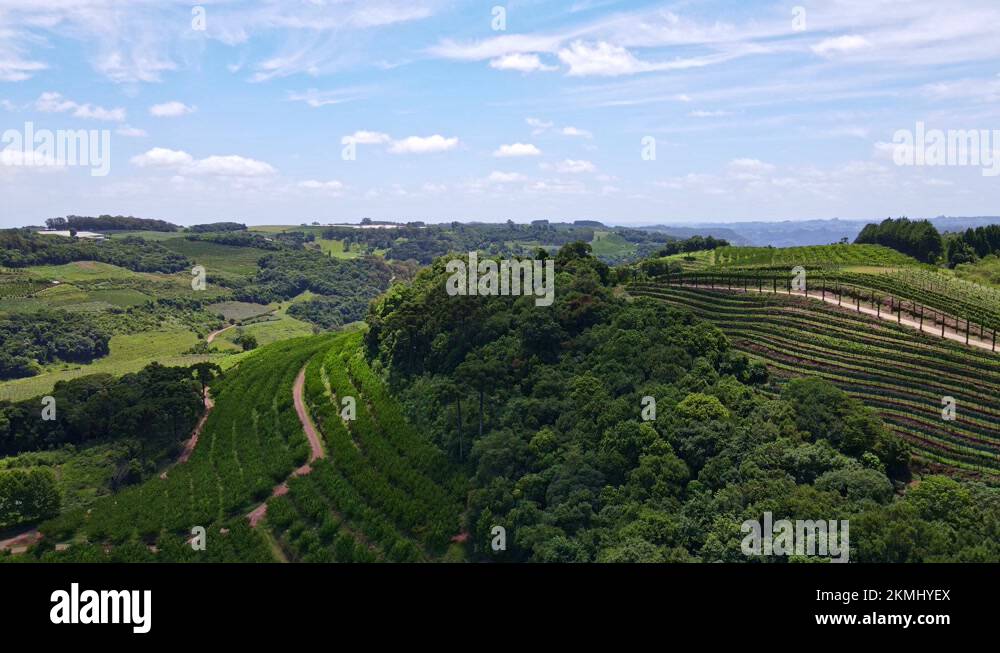 Vines trees Stock Videos & Footage - HD and 4K Video Clips - Alamy