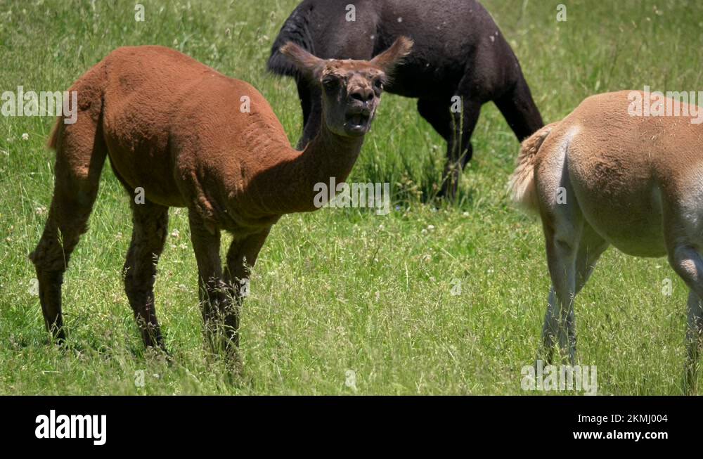 Young Cute Alpacas with brown skin eating grass on grass field in Stock ...