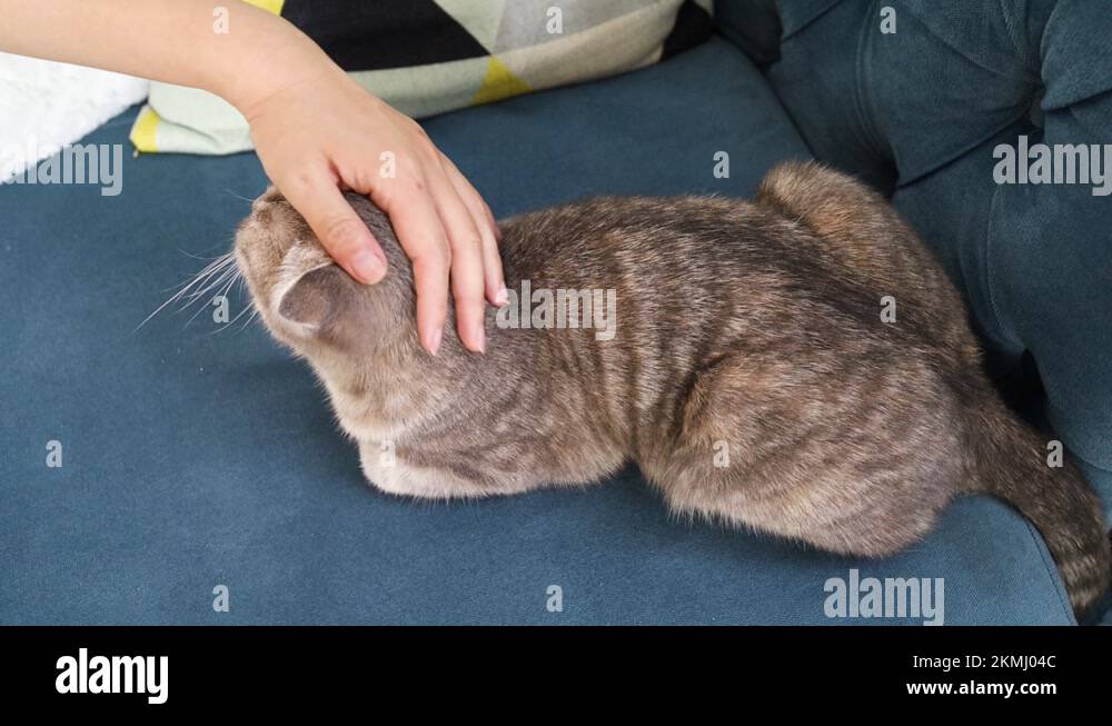 Hand fold Stock Videos & Footage - HD and 4K Video Clips - Alamy