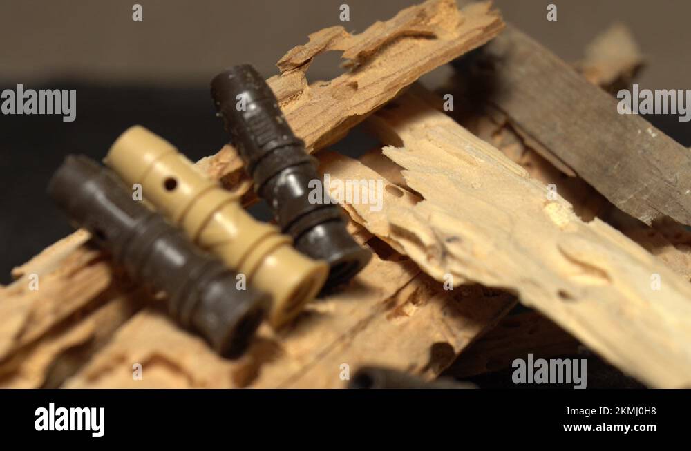Wood borer Stock Videos & Footage - HD and 4K Video Clips - Alamy