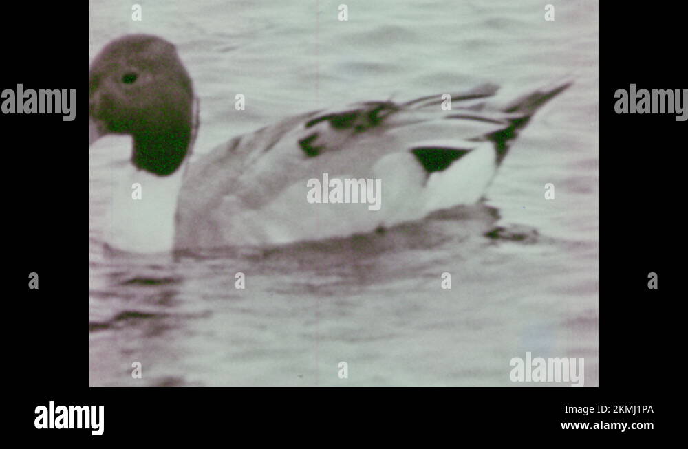 1960s: Ducks in water. Map of North America, lines appear. Duck in ...