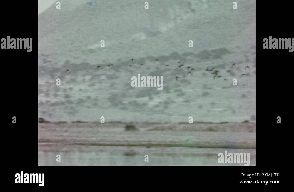 1960s: Flocks of birds flying. Man in field points. Flock of birds ...