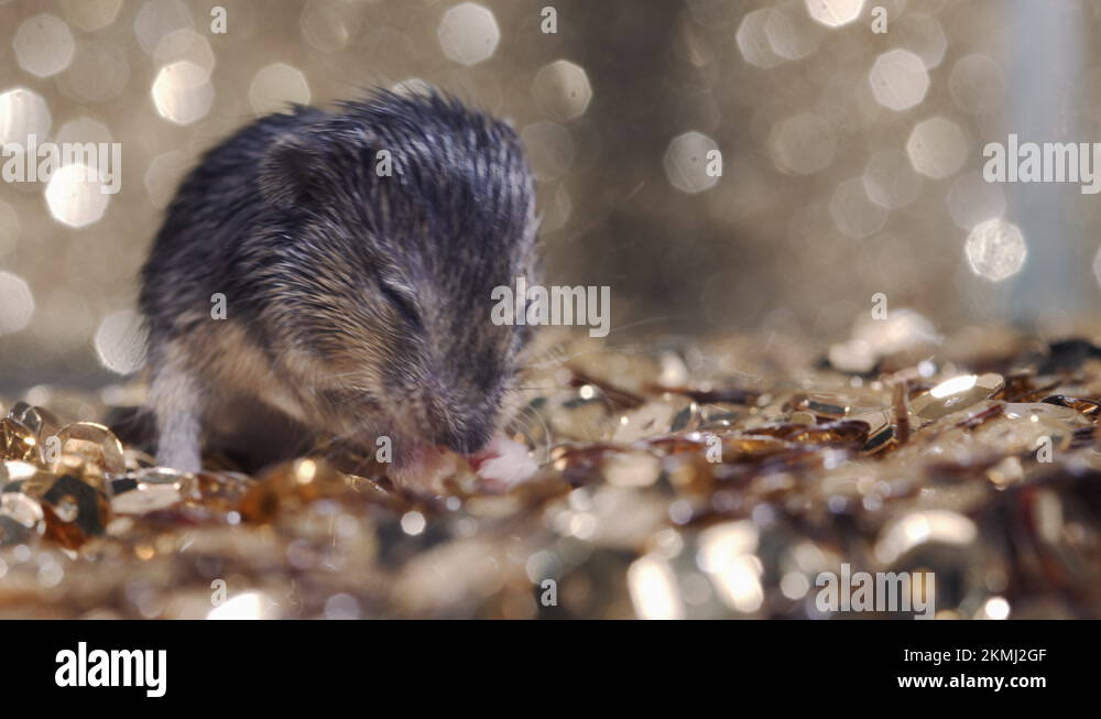 Washing mouse Stock Videos & Footage - HD and 4K Video Clips - Alamy