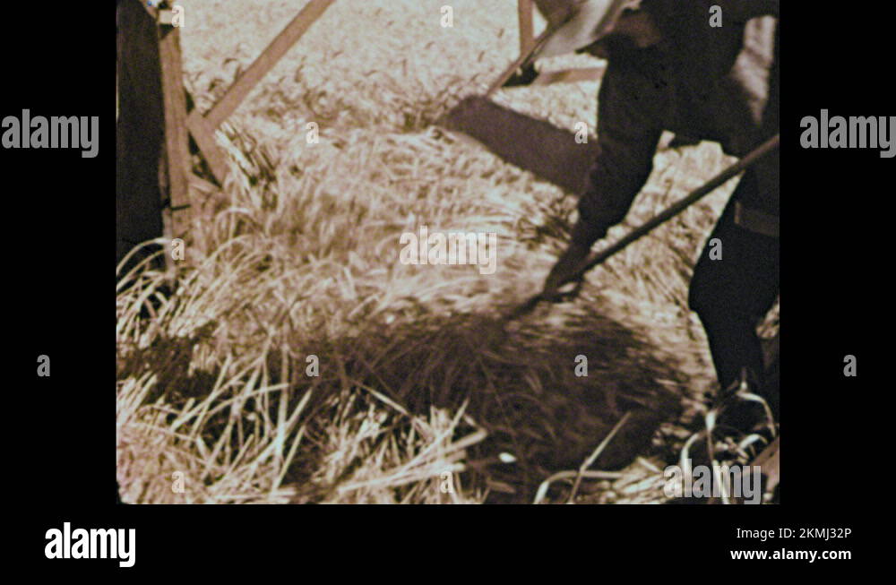 1950s: Man harvests crop using reaper. People follow reaper across ...
