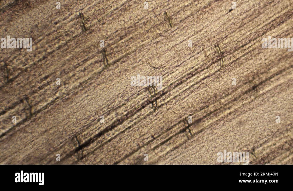 Tiny microscopic blood vessels in a fish fin Stock Video Footage - Alamy