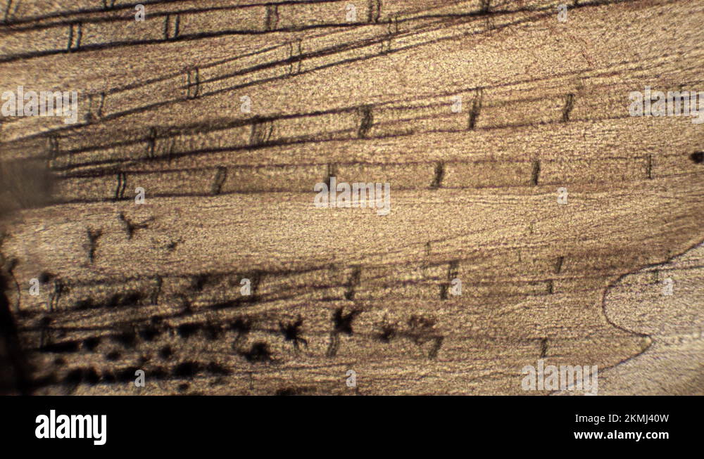 Fish blood cells Stock Videos & Footage - HD and 4K Video Clips - Alamy