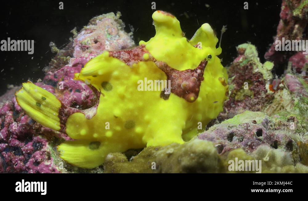 Yellow warty Frogfish (Antennarius maculatus) stretching mouth wide ...