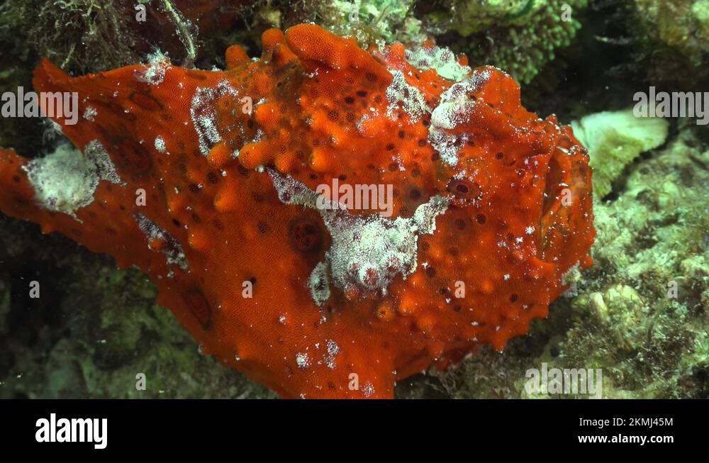 Red anglerfish Stock Videos & Footage - HD and 4K Video Clips - Alamy