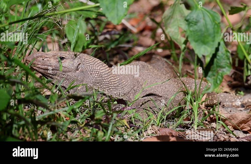 A wild diurnal Clouded Monitor Lizard, Varanus nebulosus, idling under ...