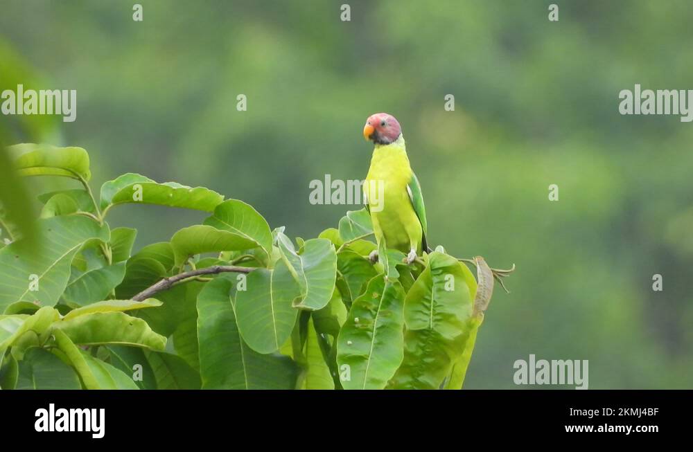 Parrot in jungle Stock Videos & Footage - HD and 4K Video Clips - Alamy