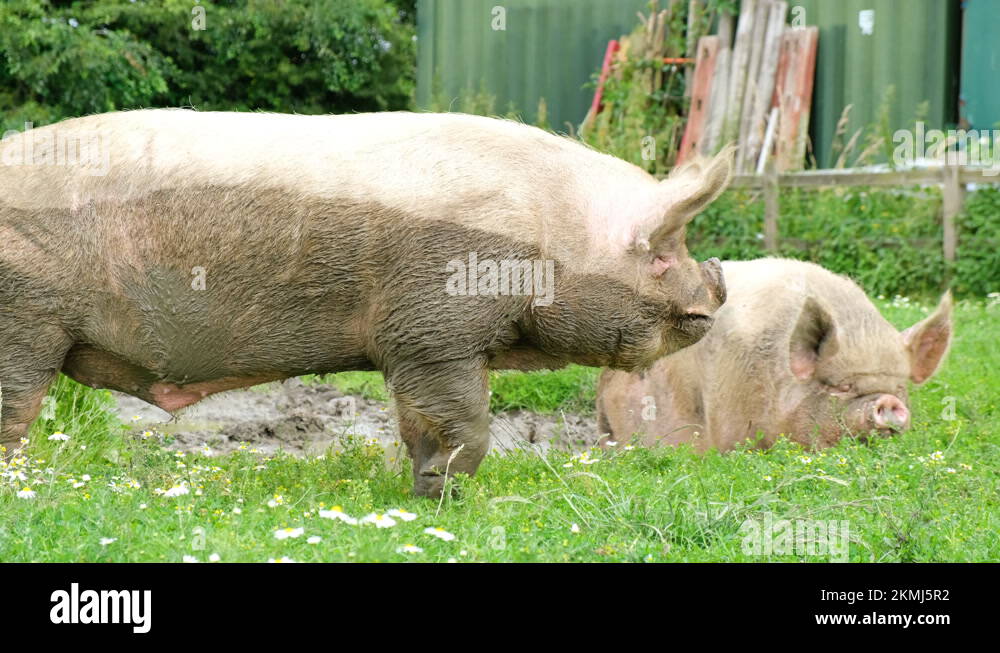 Pig sniffing soil farming agriculture concept. Pig on an old farm ...