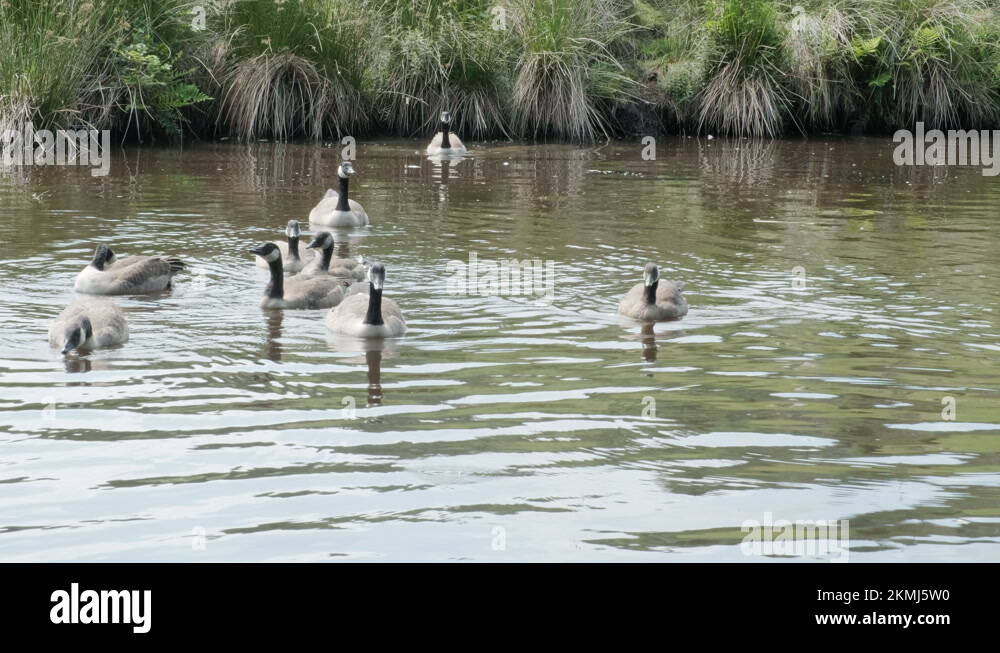 Waterfowl on a canal Stock Videos & Footage - HD and 4K Video Clips - Alamy